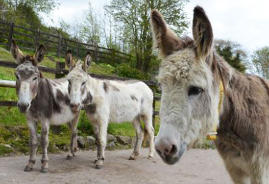 गधा हत्यामा प्रतिबन्ध, चीनलाई झड्का | Kapilvastu Times